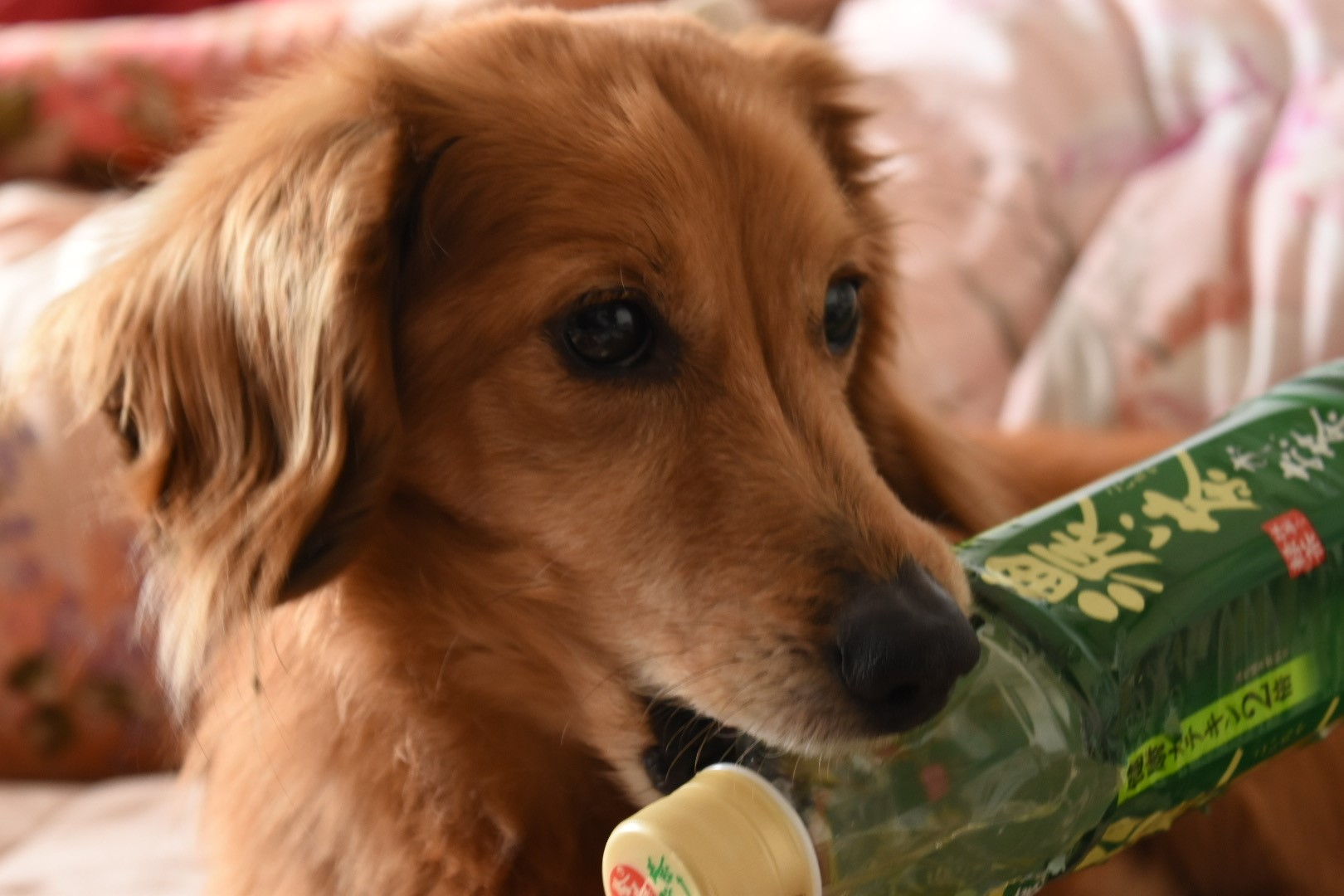 【OpenAPI】Stoplight studio でAPI定義を作成する 【swagger】 - ビギテック